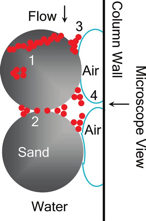 Schematic Of Colloid Retention Sites In Unsaturated Media 1 The Swi Download Scientific