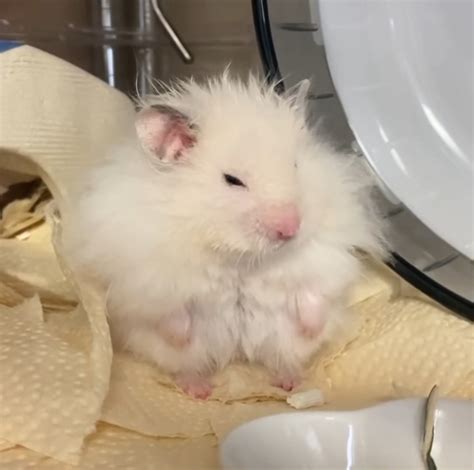 해연갤 자다 일어난 햄스터 짤 너모 귀엽다