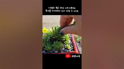 바글바글 나오는 자구들은 덤이에요☺️ 바위솔 Youtube