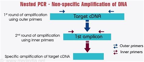 Orange Nested Pcr Teaching Kit Oprl Biosciences Pvtltd Id 9553337397