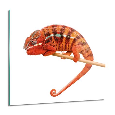 Kameleon lamparci Obraz szklany na ścianę 60x60 010010010220100040408