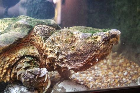The Academy Of Natural Sciences Did You Know That The Alligator
