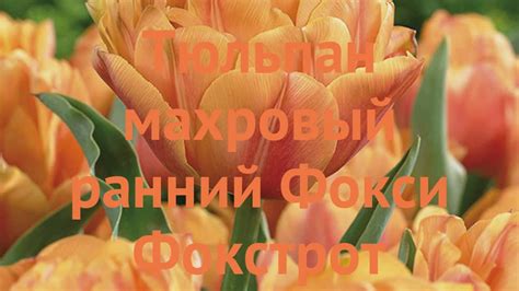 Тюльпан махровый Фокси Фокстрот (foxy foxtrot) 🌿 обзор: как сажать ...