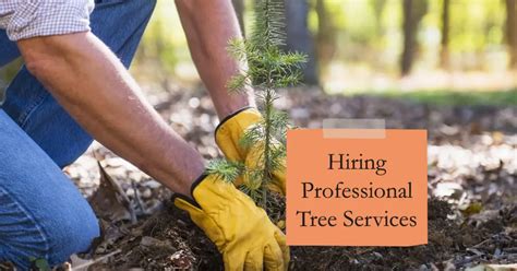 Is It Worth Hiring Professional Tree Services Home Improve Idea