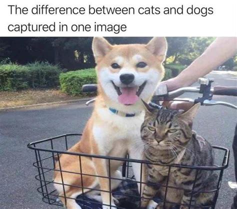 44 Funny Animal Memes With Captions Animal Photos With Funny Captions