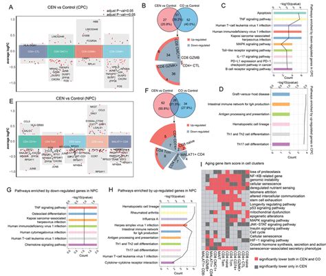 Differently Expressed Genes Degs And Enriched Pathways Of Cpc And Npc