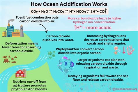Ocean Acidification Definition Causes Effects