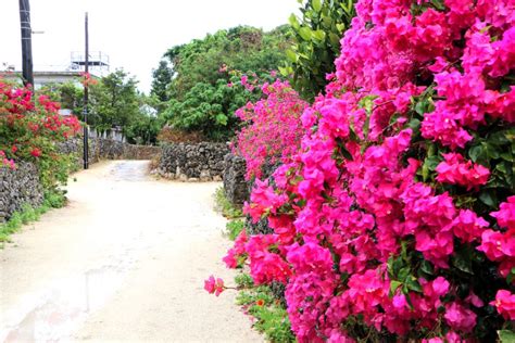 星の砂へと続く道 OKINAWA41