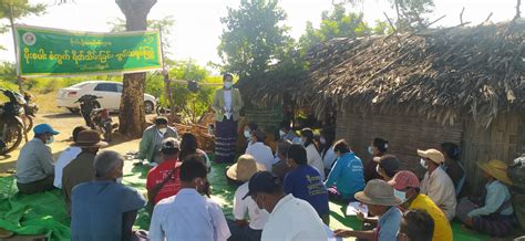 ယင်းမာပင်မြို့နယ်တွင် ကိုဗစ် ၁၉ စီးပွားရေးကုစားမှု Cerp အစီအစဉ်ဖြင့် စိုက်ပျိုးထားသော မိုးစပ