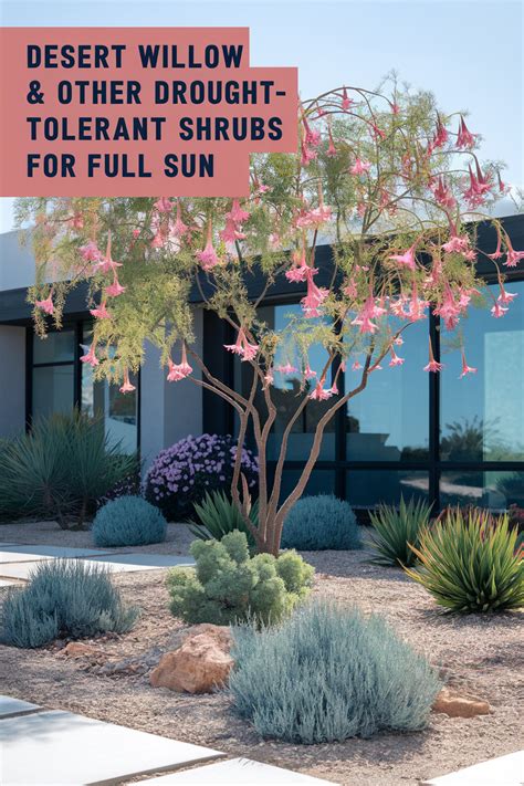 Best 13 25 Best Shrubs For Full Sun Evergreens Flowering Perennials And Drought Tolerant Artofit