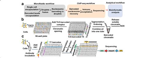 Workflows Of Single Cell Chip Seq A Workflow Of Drop Chip B Workflow