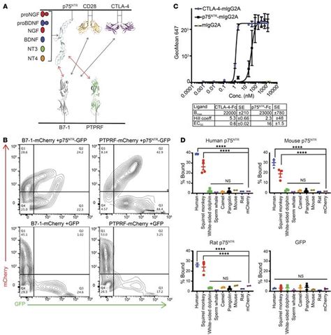 Jci Human Immunomodulatory Ligand B7 1 Mediates Synaptic Remodeling Via The P75 Neurotrophin