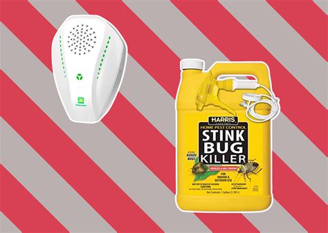 6 Best Stink Bug Repellents Top Rated And Reviewed Winter 2024
