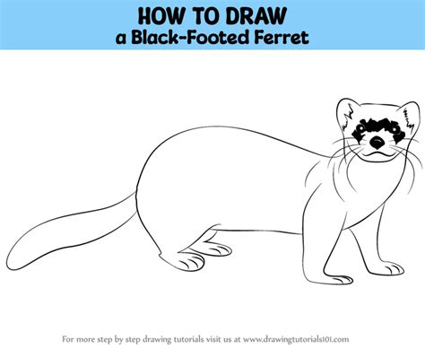 How To Draw A Black Footed Ferret Wild Animals Step By Step