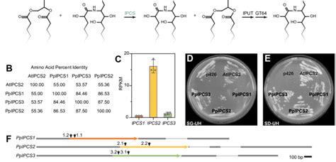Identification Of Candidate Inositol Phosphorylceramide Synthase Ipcs Download Scientific