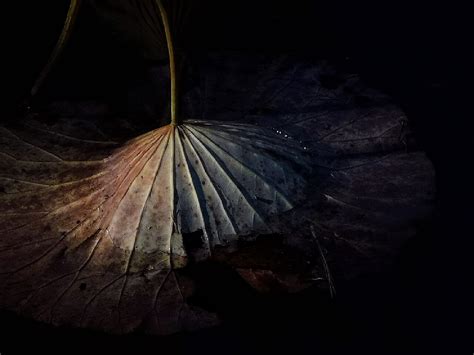 留得残荷听雨声photographylandscape小耕original作品 站酷zcool
