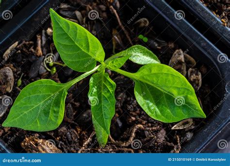 Capsicum Seedlings Grow In A Pot With Soil To Favorable Conditions In