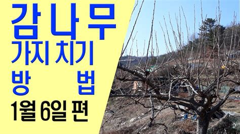 감나무 가지치기하는 방법 감나무전정 감나무전지방법 네이버 Tv