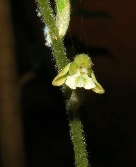 10 Rarest Orchids In The World Rarest Org