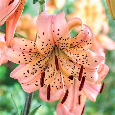 Pink Tiger Lily Flowers