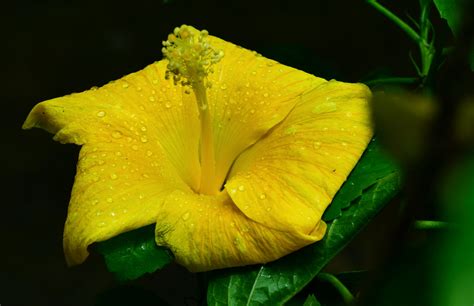 Gorgeous Flora Shantanu Dutta Flickr