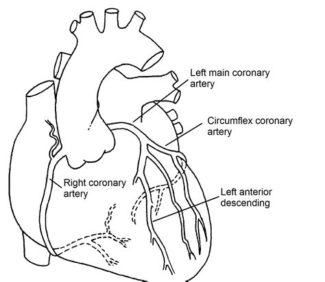 Coronary Arteries And Veins