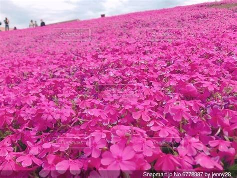 緑の葉を持つピンクの花の写真・画像素材 6772387 Snapmart（スナップマート）
