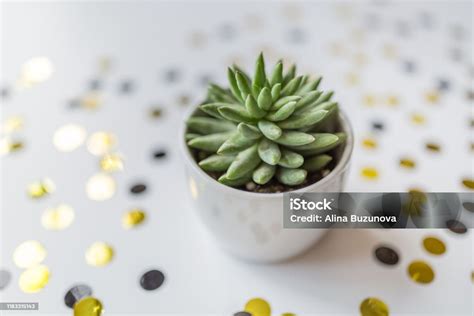 색종이 황금과 검은 색흰색 책상에 서 냄비에 즙이 많은 식물 홈 인테리어 디자인의 요소입니다 플랫 레이 상단 보기 오버헤드 0명에 대한 스톡 사진 및 기타 이미지 Istock