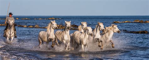 Parc 지역 드 Camargue프로방스 프랑스에 바다 해변을 따라 질주 하는 화이트 Camargue 말 가축떼에 대한 스톡