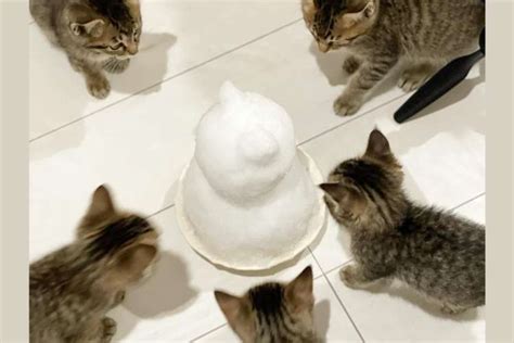 世界一冷たいニャンコを発見！！ “ ねこ型雪だるま” に興味津々なニャンズが賑やかすぎた ´艸` Peco（ペコ）