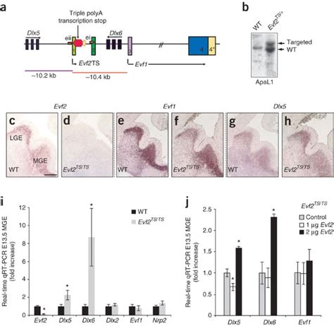 Balanced Gene Regulation By An Embryonic Brain Ncrna Is Critical For