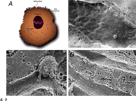 Figure 2 From Liver Sinusoid On A Chip Semantic Scholar