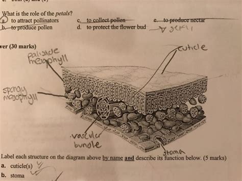 Botany Final Exam Flashcards Quizlet