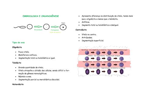 SOLUTION Embriologia E Organog Nese Studypool