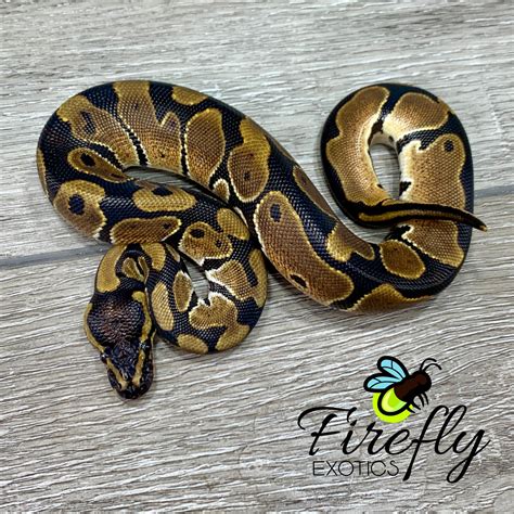 Firefly Ball Python