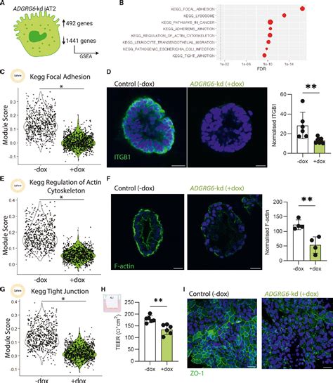 Figure 4 From The COPD GWAS Gene ADGRG6 Instructs Function And Injury