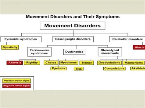 Extrapyramidal System Disorders Basal Ganglion Dysfunction Anatomy Caudate