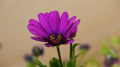 Flower This Type Abstract Free Photo On Pixabay Pixabay