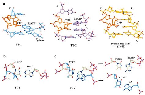 Structural Comparison Of The Cpd Complexed With Dpo4 And Protein Free