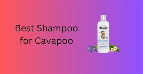 Best Shampoo For Cavapoo Top Picks For A Clean And Healthy Coat