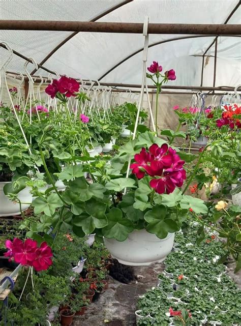 🌸🌺 Сардели лазачки со буен Расадник за цвеќиња „Славеви“