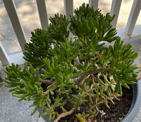Ogre Ears Shrek Ears” Succulent Cutting Etsy