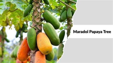 15 Types Of Papaya Tree Identification With Pictures