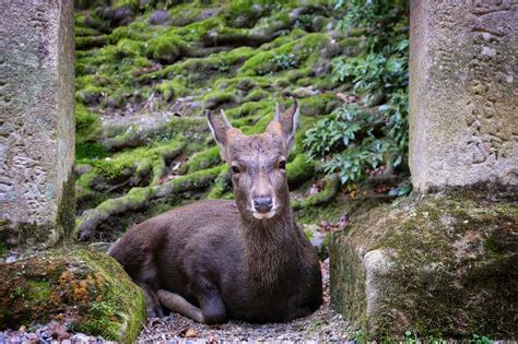 Mammal Prone Lying Deer Kangaroo Image Free Photo