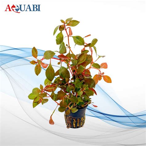 فروشگاه آکواریوم در اصفهان