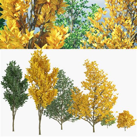 3d Model Forest Saplings In Fall And Summer Turbosquid 2138568