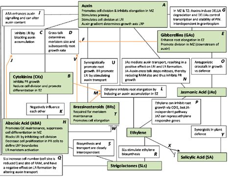 Schematic Representation Of The Complex Cross Talk Network Of Hormones Download Scientific