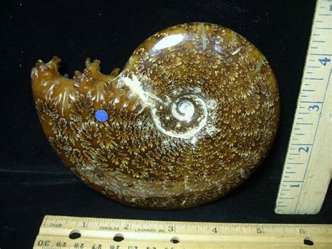 Ammonite With Suture Patterns 022024s The Stones And Bones Collection