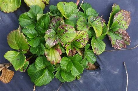 Common Leafspot Of Strawberry Nc State Extension Publications