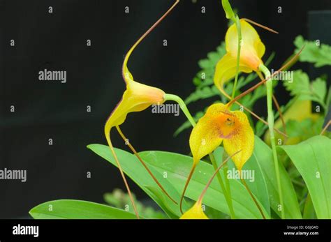 Masdevallia Adieu Copper Angel X Stroebelii Miw252301 Stock